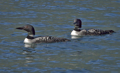 Common Loon pair | Gordon F. Brown | Flickr