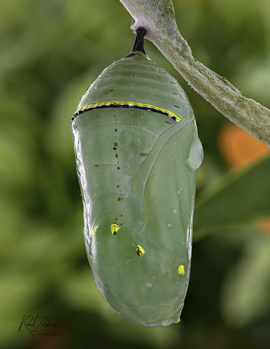 Monarch Chrysalis | View Large The telltale gold spots on th… | Flickr