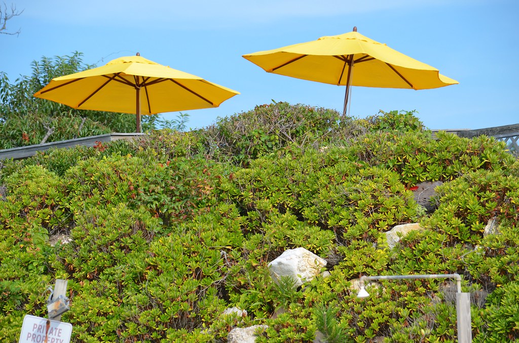 Two Yellow Patio Umbrellas Over a Coastal Garden at a Beachfront Rental