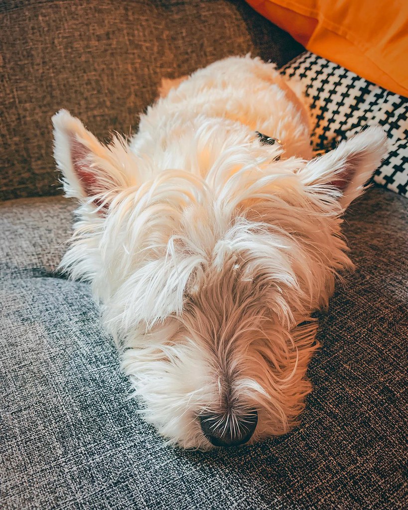 2021 09 14 H O M E G I R L S Just Hanging With My Homeg… Flickr