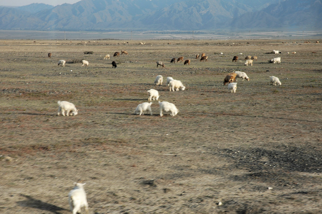 4 To Nanshan Pasture, Urumqi | Sheep were grazing as we pass… | Flickr
