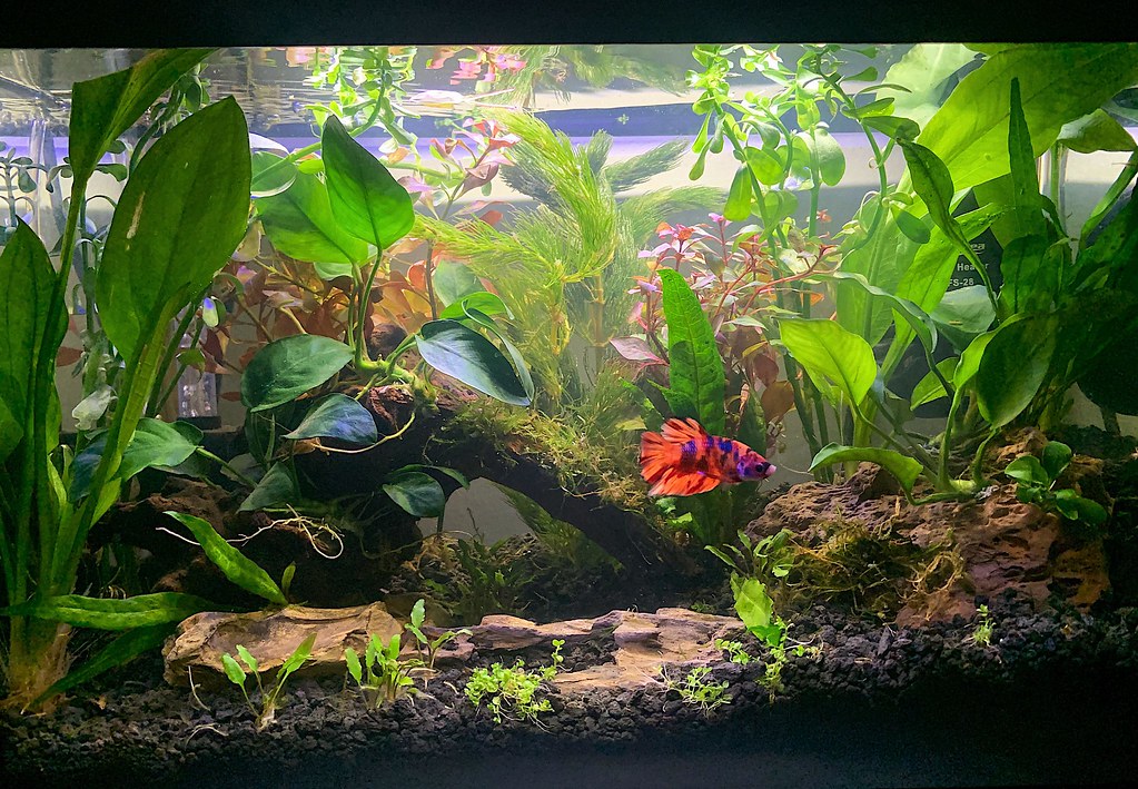 betta house and decorations | Healthy Betta | Flickr