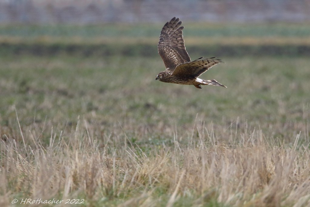 Busard Saint-Martin - Circus cyaneus - Hen Harrier | Flickr