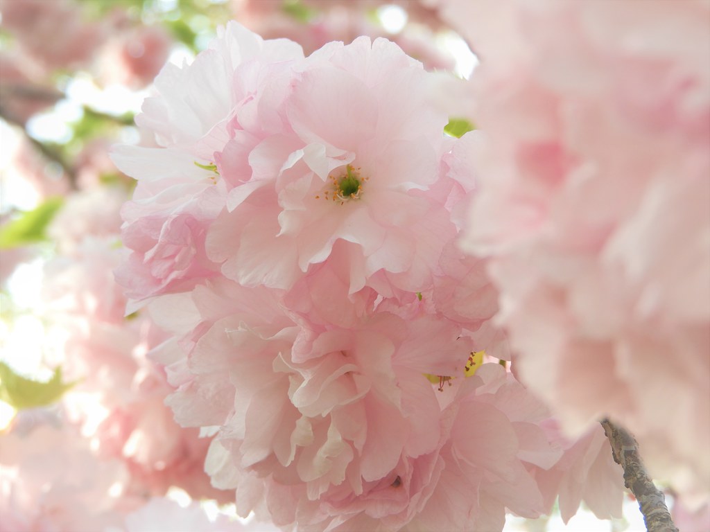Cherry blossom | Kab Cheol Jeong | Flickr