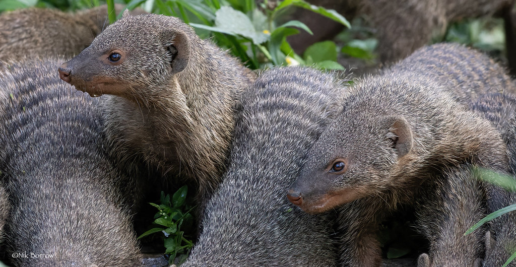 Banded Mongoose Mungos mungo