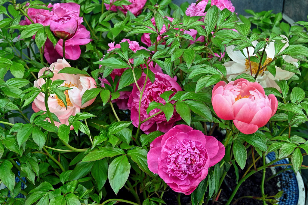 Peony | At the Flower Dome, Gardens by the Bay during Precio… | Flickr