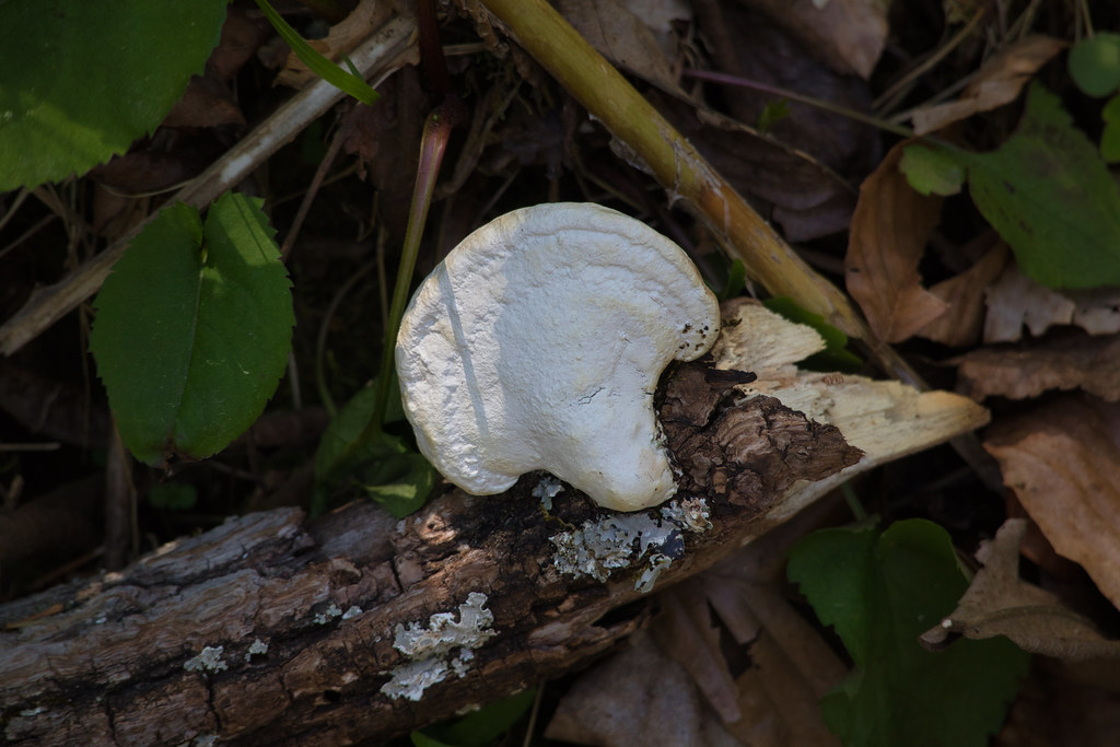 Crescent-shaped white shelf fungus on a fallen log in a shaded temperate forest