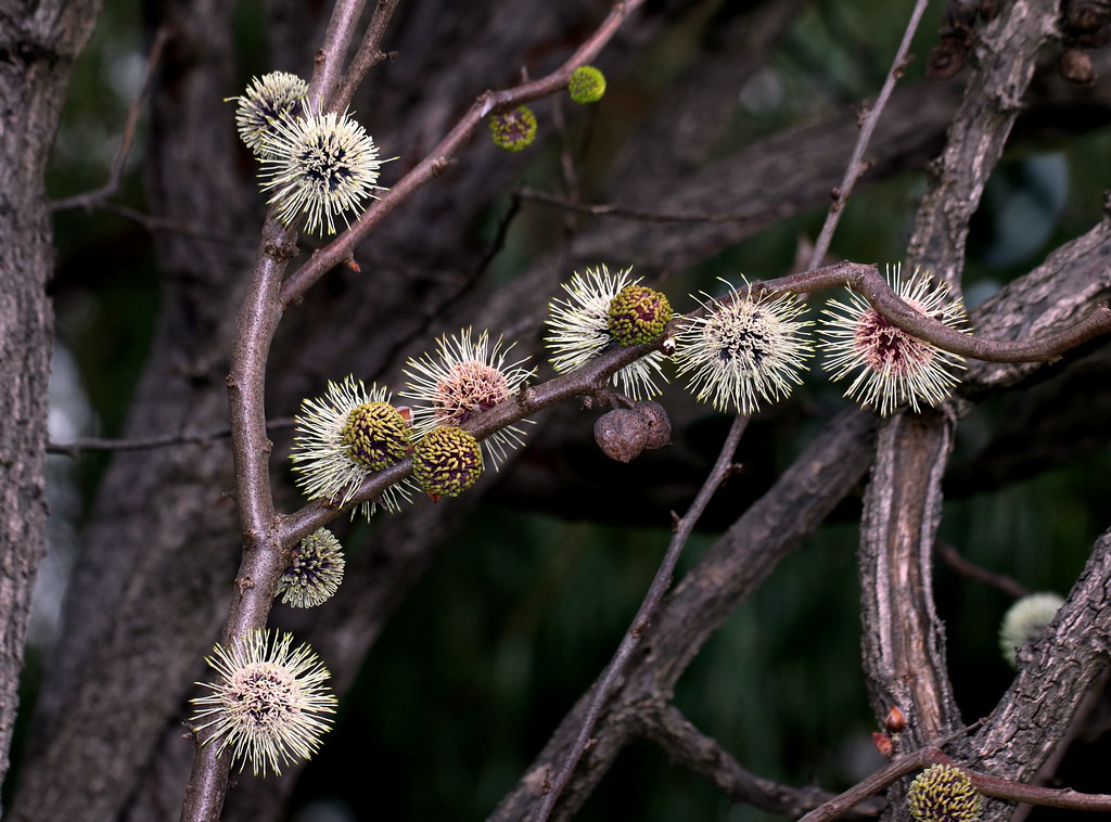 Hakea petiolaris, Sea Urchin Hakea | Family:Proteaceae Genus… | Flickr