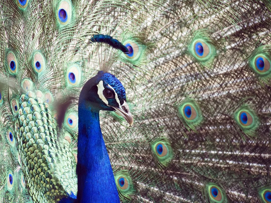 Pfau | Thomas Häuser | Flickr