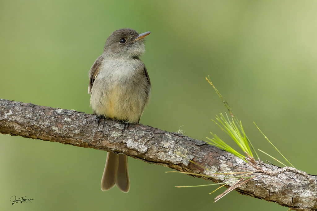 Maroita, Hispaniolan Pewee, Contopus hispaniolensis | Flickr