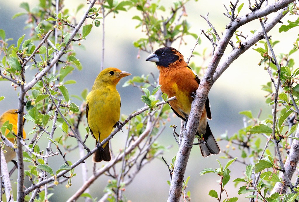 Black-headed Grosbeak (male) and Western Tanager (female) | Flickr