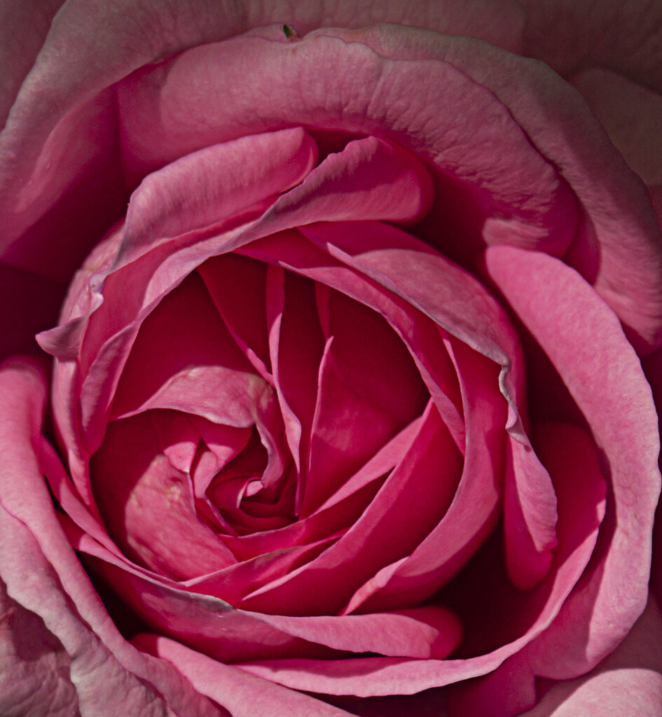 Sally' rose for Jackie | Today was a busy morning removing a… | Flickr