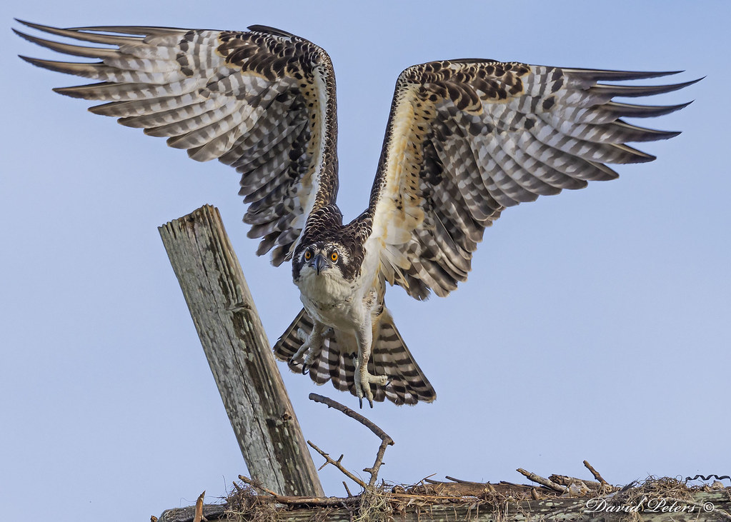 Osprey fledgling showing confidence with the launch | Flickr
