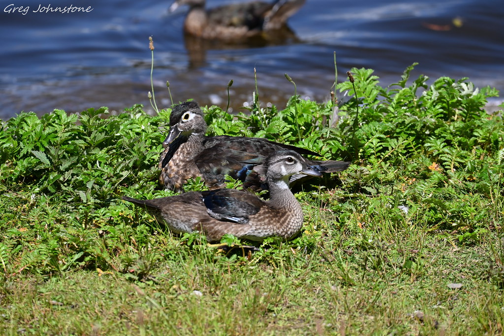 Wood Ducks - 2 | A mother Wood Duck with a fledgling in the … | Flickr