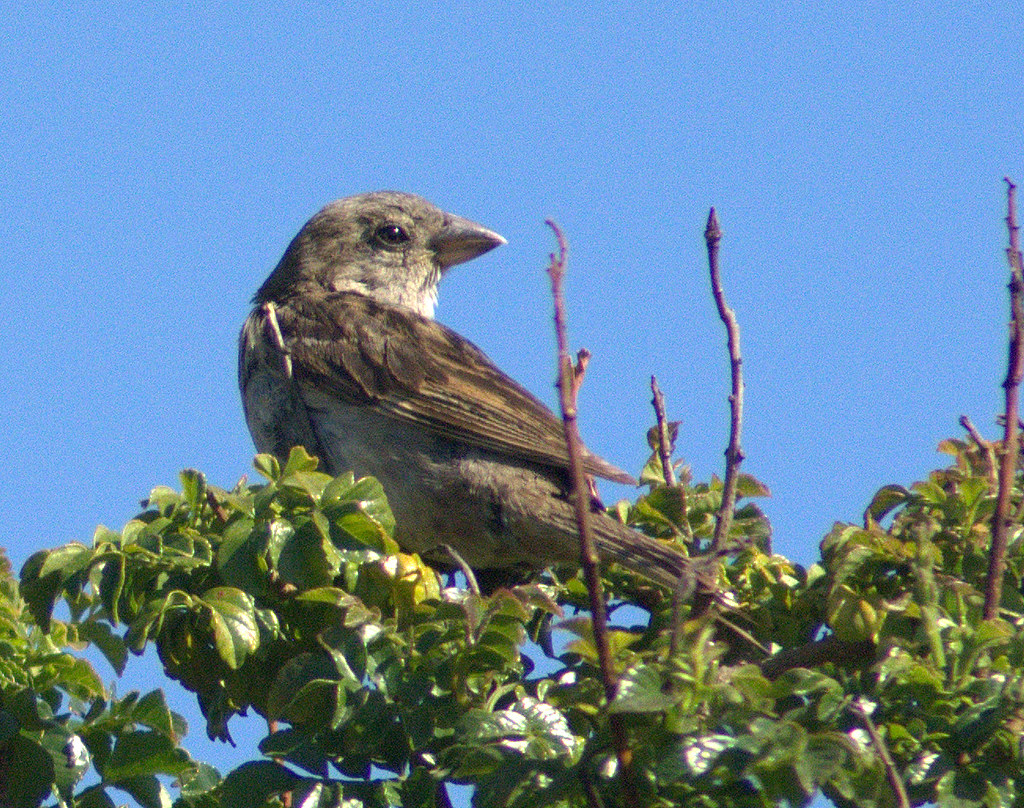 Female house sparrow perched on cape honeysuckle in a Westminster front yard