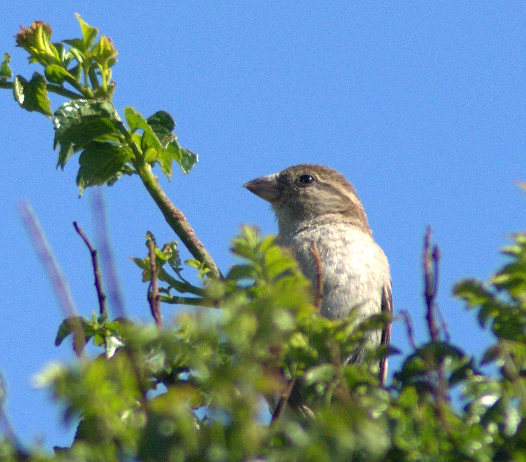 Female House Sparrow Among Cape Honeysuckle in Westminster Front Yard