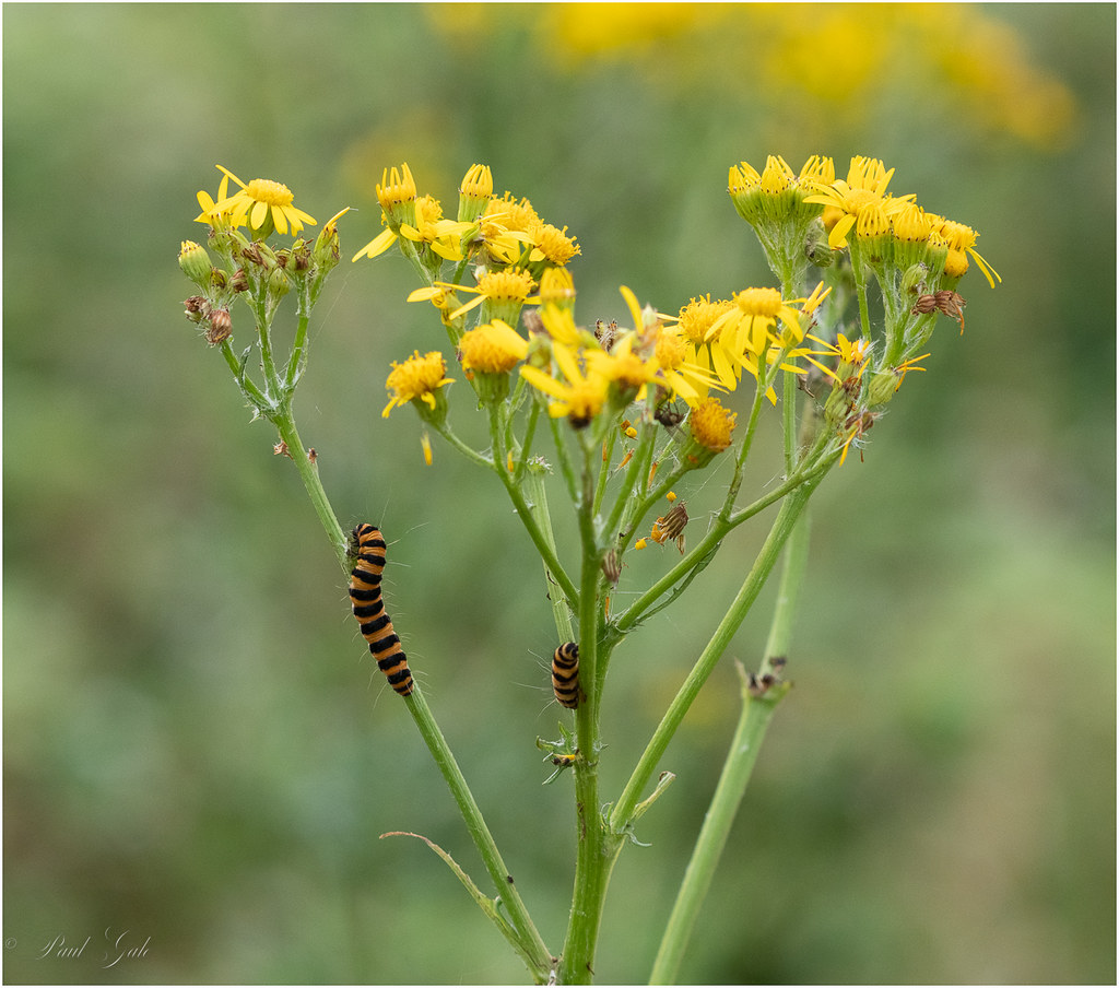 Cinnabar Caterpillar | OLYMPUS DIGITAL CAMERA | Paul Gale LRPS | Flickr