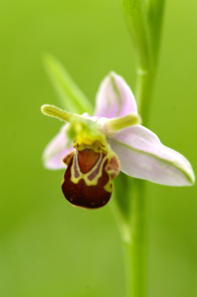 Ophrys apifera var aurita - Bee Orchid variant | IMGP8843 Op… | Flickr