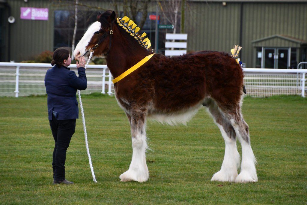 DSC_6658 National Shire Horse Show | SomeBlokeTakingPhotos | Flickr