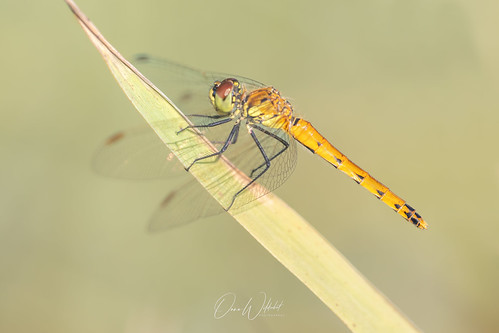 Spotted Darter; Sympetrum depressiusculum | Female Spotted D… | Flickr