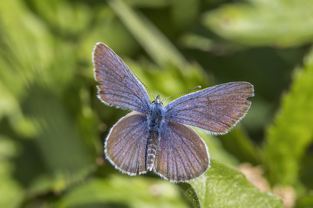 Mazarine blue (Cyaniris semiargus) male Slivnica | Butterfli… | Flickr
