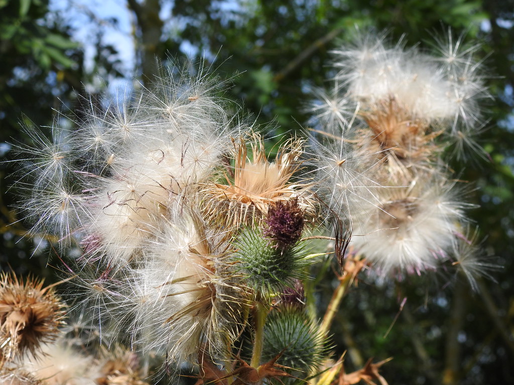 Nature explodes DSCN8307 | Many thanks to you ALL for the vi… | Flickr