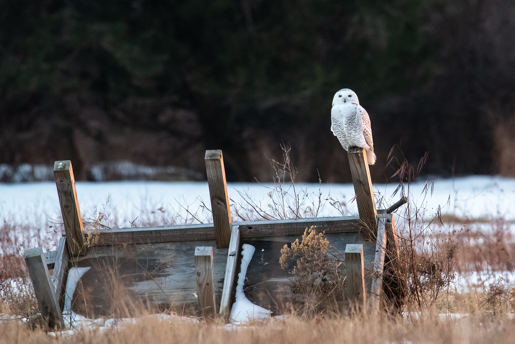 Snowy Owl 9122 | Snowy Owl hunting from a perch at dusk, Bra… | Flickr