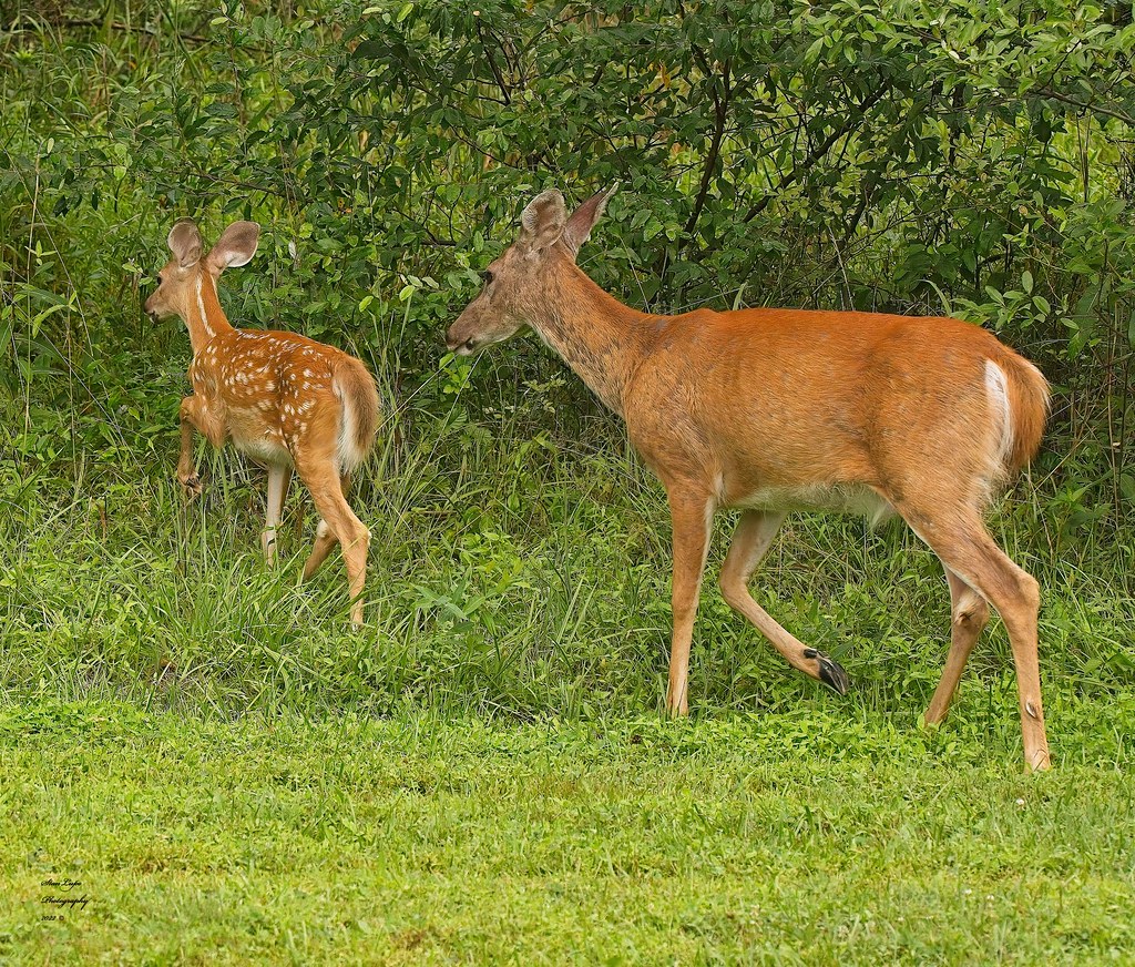 Fawn and Doe Move Through a Sunlit Meadow Edge