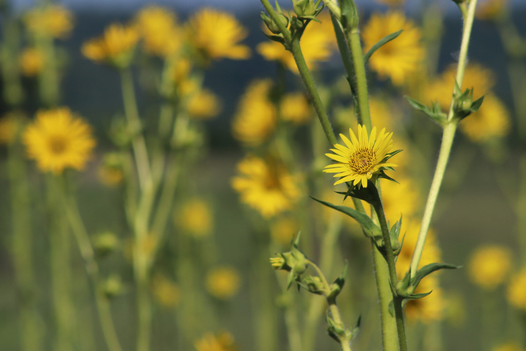 Compass Plant - Jarrett Prairie 2022(5) | Photo by Ashlyn Ro… | Flickr