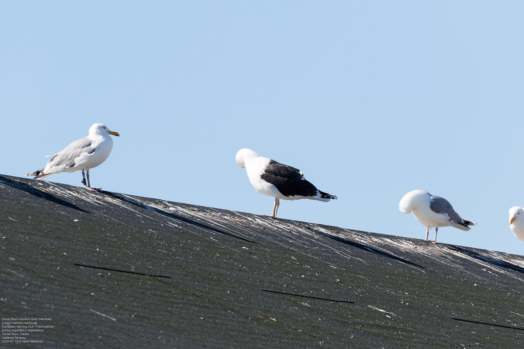 Great Black-backed Gull / Merilokki (Larus marinus marinus… | Flickr