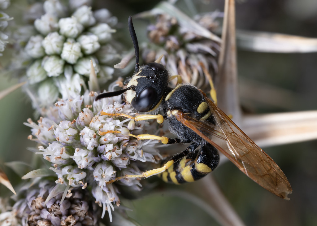 Philanthus triangulum | Philanthus triangulum Beewolf | Flickr