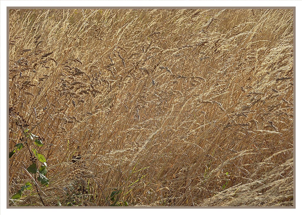 Another bone dry area. | anthony allan | Flickr
