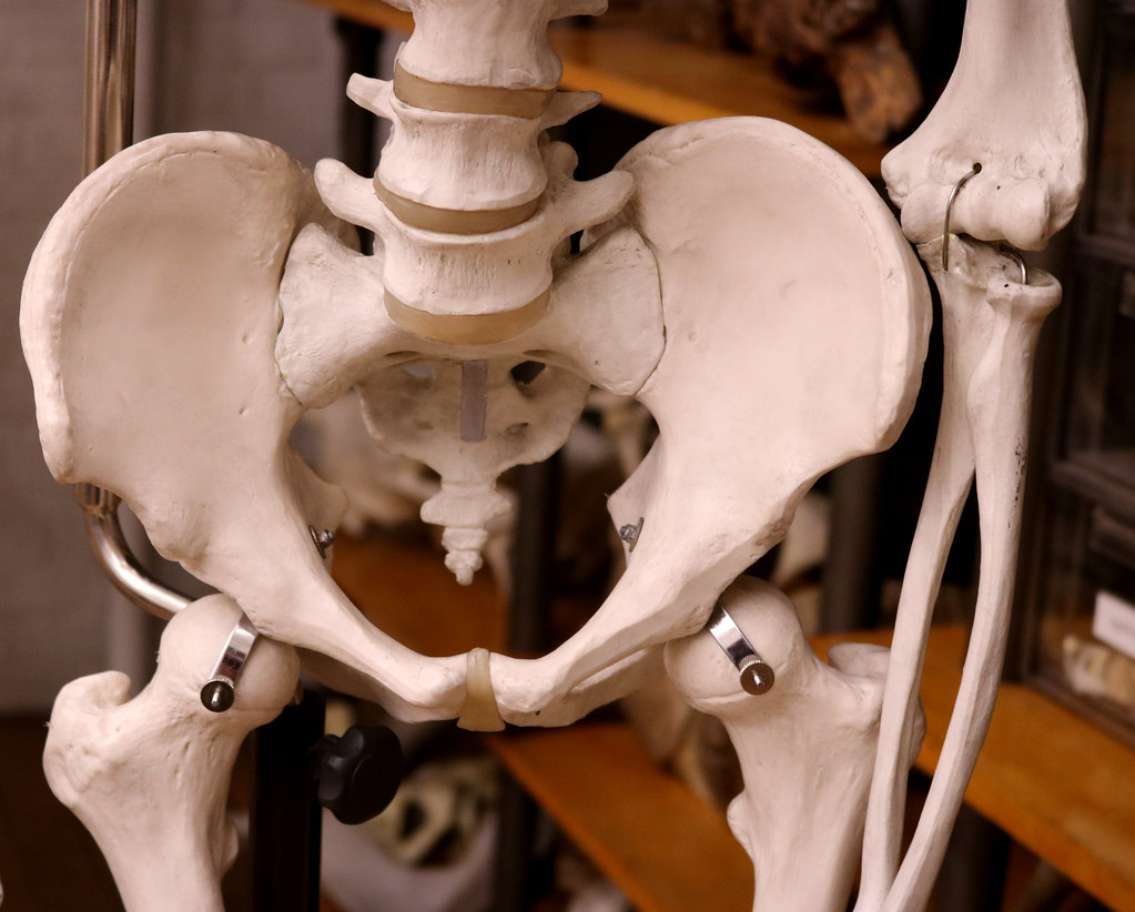 Anatomical pelvis and hip joints (anterior view) — life-size skeleton model on a lab stand
