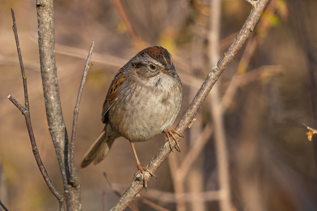 Swamp Sparrow | Lake Bronson State Park, Minnesota | Steve Jones | Flickr