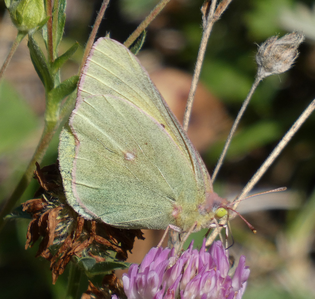Colias christina 13 Baril Creek, Alberta 2022-09-02 | Flickr
