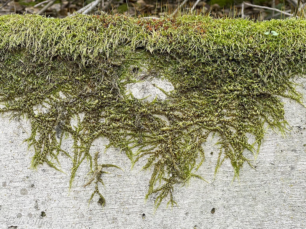 Moss on Wall | Moss on wall at Cull Canyon Regional Park | CatDancing ...