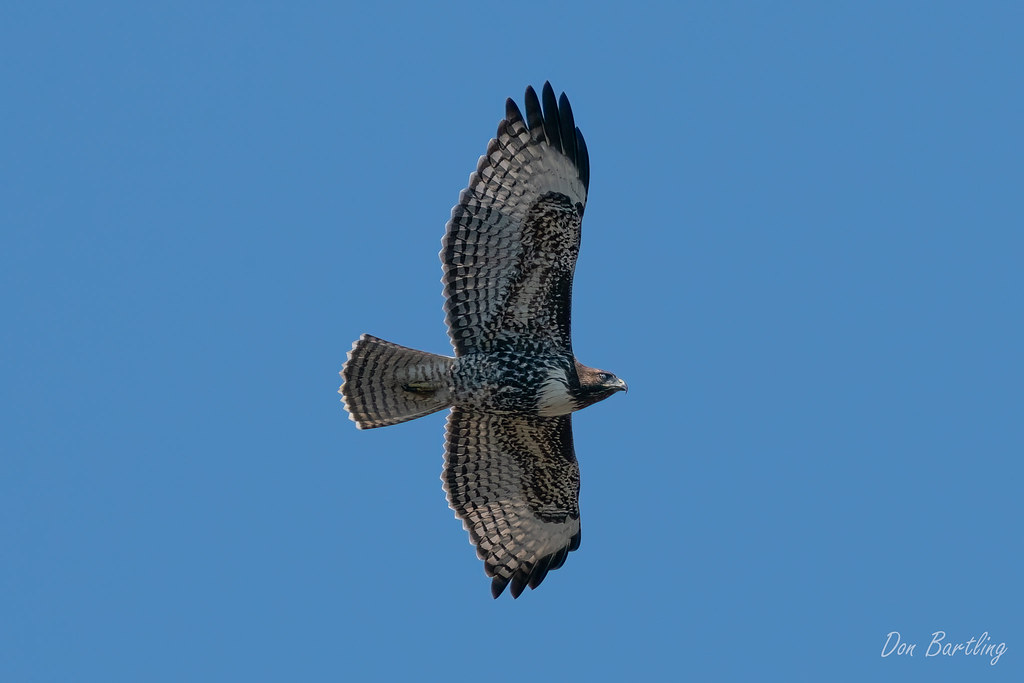 juvenile Red-tailed Hawk, heavily marked light morph | Flickr