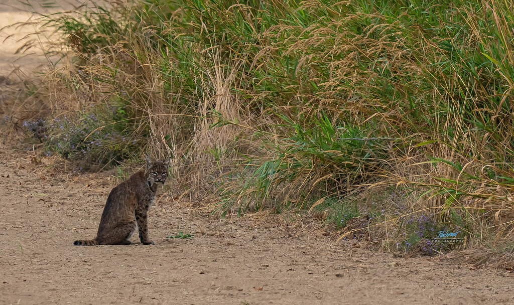 Cabell Bobcat | Finley National Wildlife Reserve | Ron Gorman | Flickr