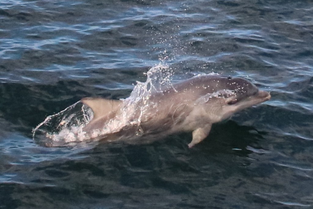 Dolphins off the Berwickshire coast. | Nicola Warren | Flickr