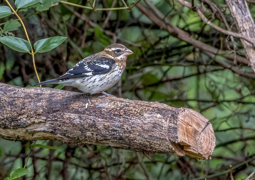 Rose Breasted Grosbeak Fall Migration Steven Brynes Flickr 5050