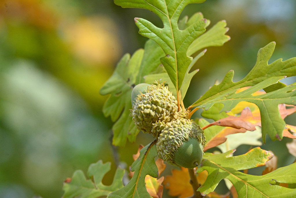 Bur Oak Acorns | I saw a squirrel in this oak tree and then … | Flickr