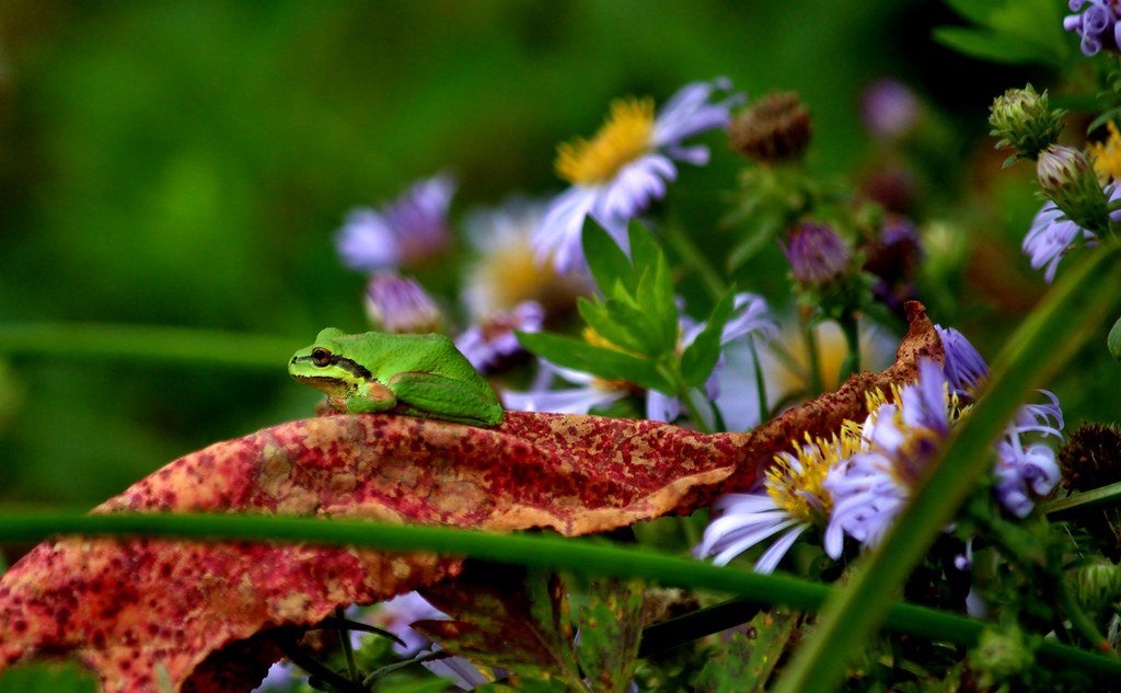 A Frog in the Flowers | Pacific Tree Frog sits on a leaf whi… | Flickr