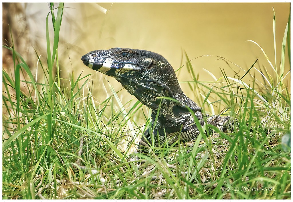 “Goanna” (Lace Monitor Lizard). | Taken at Saltwater Creek N… | Flickr
