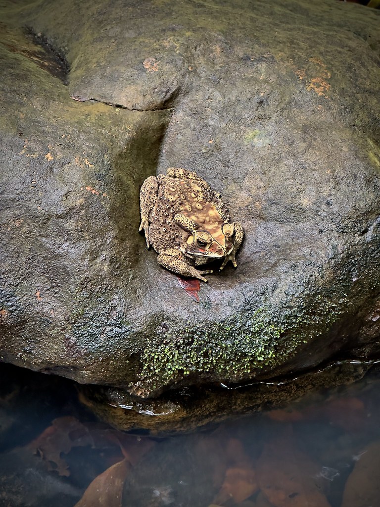 Mr. Toad, of Toad Hall | The Song of Mr Toad by Kenneth Grah… | Flickr