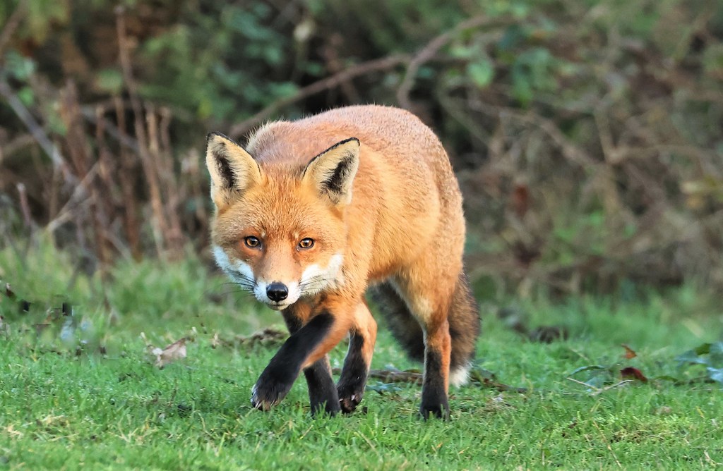 FOX | A STUNNING FOX | mark fullerton | Flickr