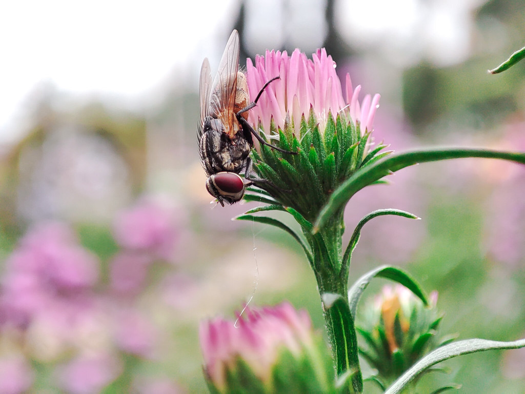 Lalat (Fly) | Lalat adalah jenis serangga dari ordo Diptera … | Flickr