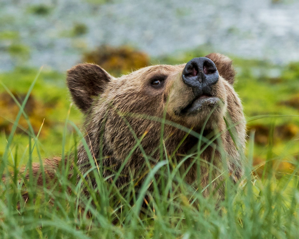 Sow grizzly cruising the sedge flats | Scotty B | Flickr