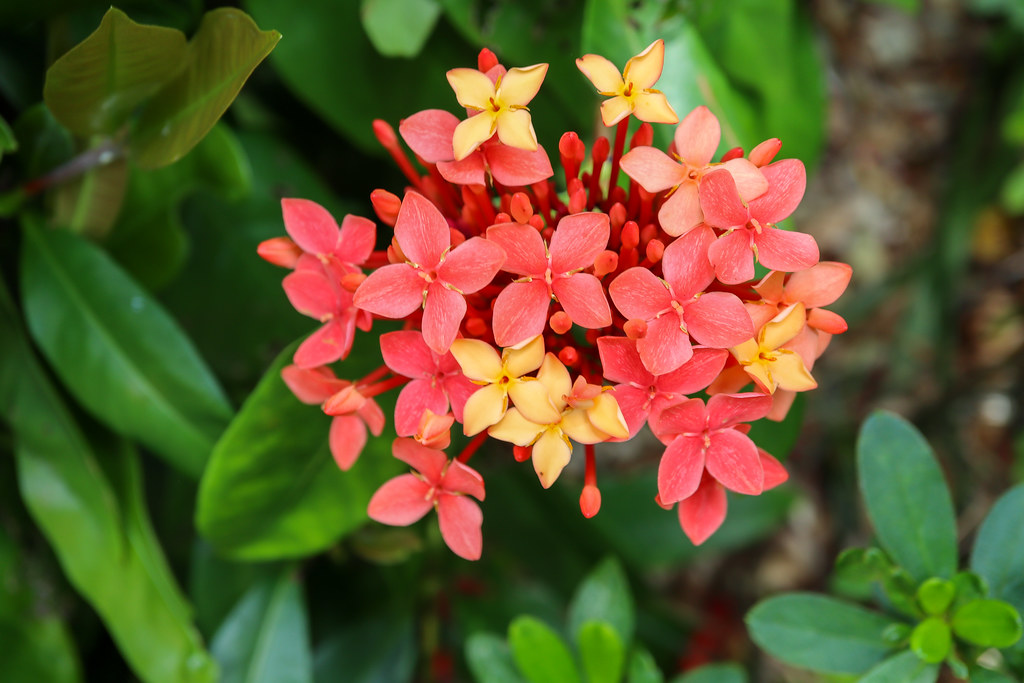Ixora coccinea (Jungle Geranium) cluster at Brisbane Botanic Gardens