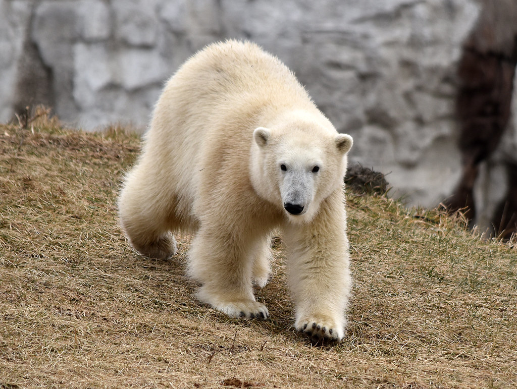 Polar Bear | Laerke | Liger 77 (R. Lewis) | Flickr