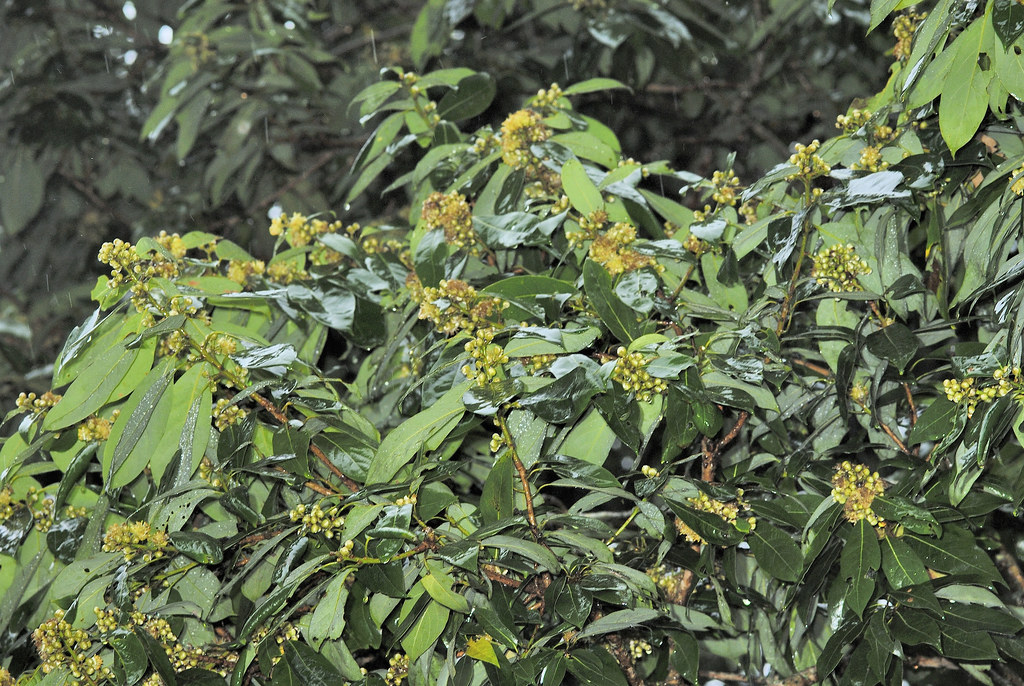 樟科 黃肉楠屬 長葉木薑子 (全景) 瑞岩溪步道 Actinodaphne acuminata | 翁明毅 | Flickr
